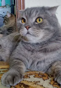 Game Jolt - Share your creations