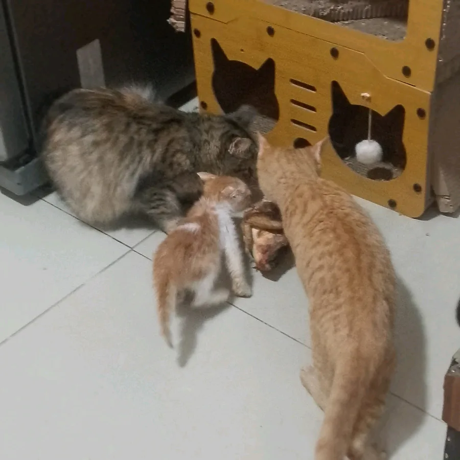 Game Jolt - Share your creations