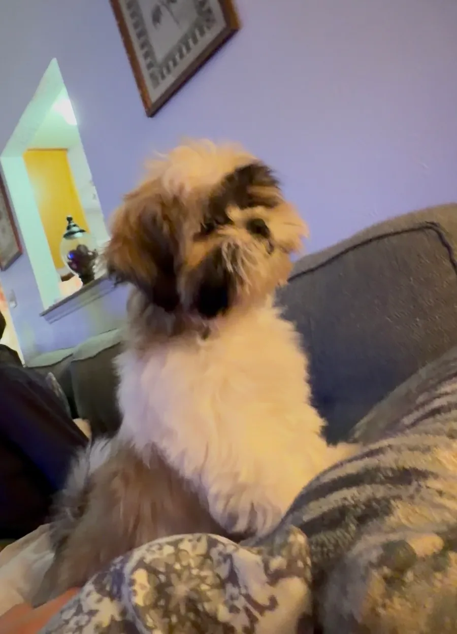 Game Jolt - Share your creations