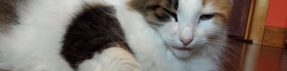 fnaf ripoff 1 by fnaf_fan_two - Game Jolt