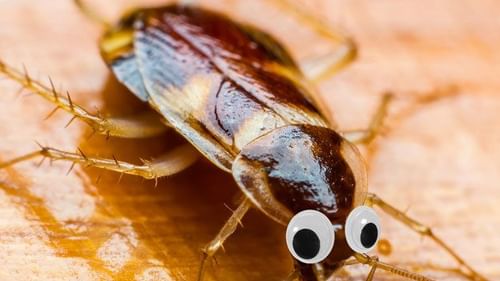 Game Jolt - Games for the love of it